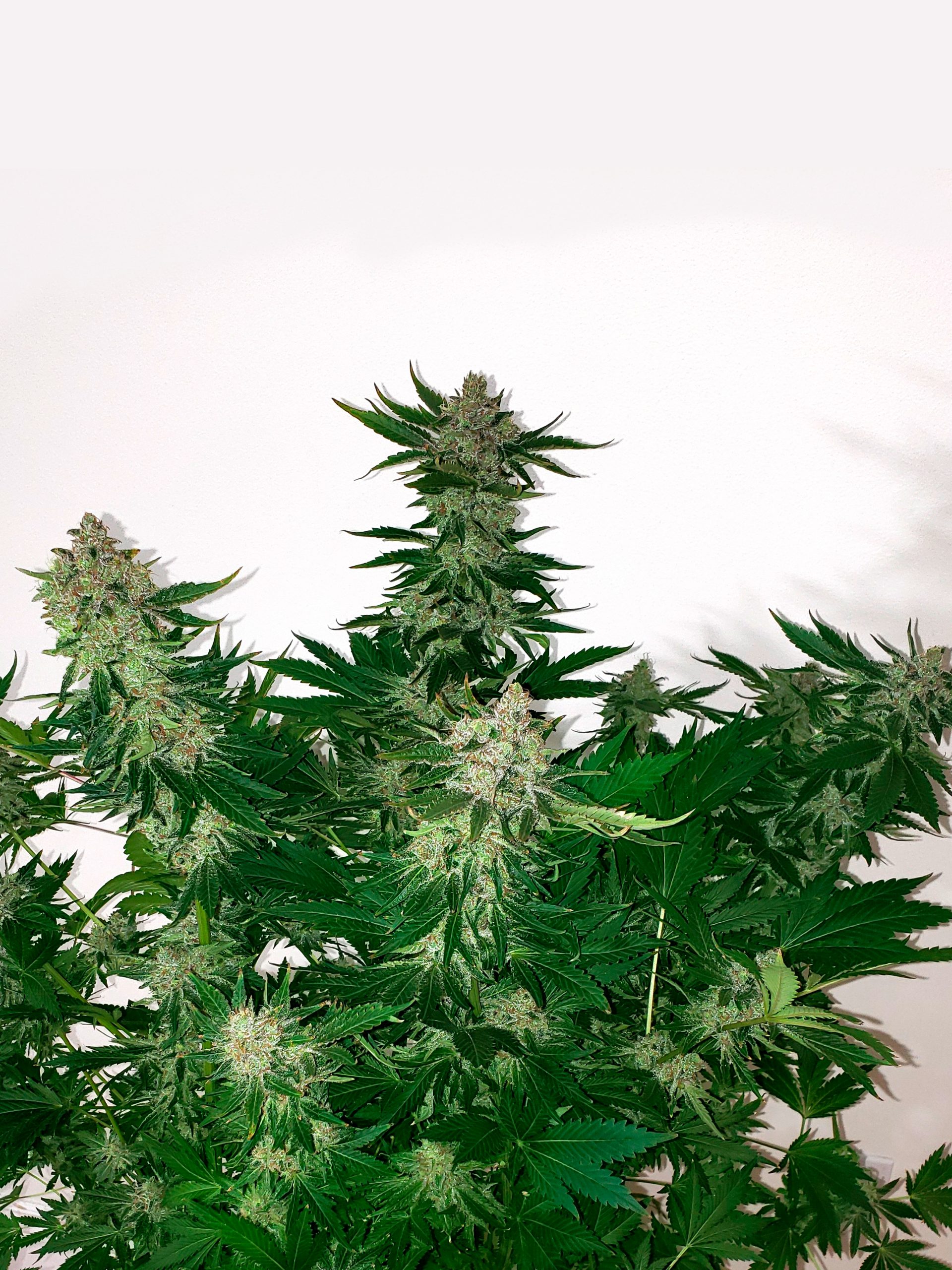 Auto Super Mamba - Narcotik Seeds